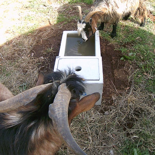 2ft Pet & Poultry Water Trough | 40L | ClearWater Tanks | Water Tanks
